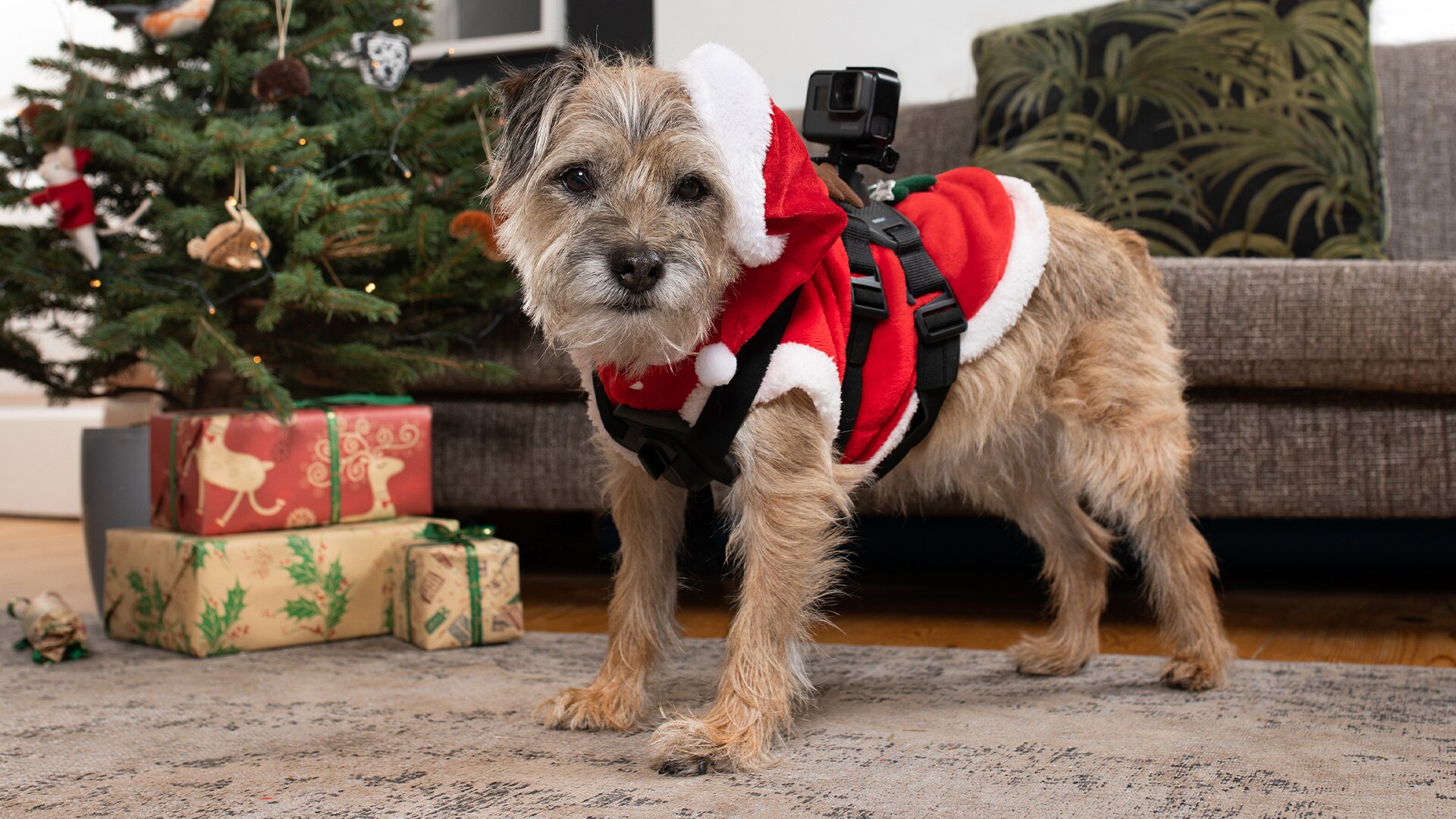 Posh Dogs - On Demand - All 4