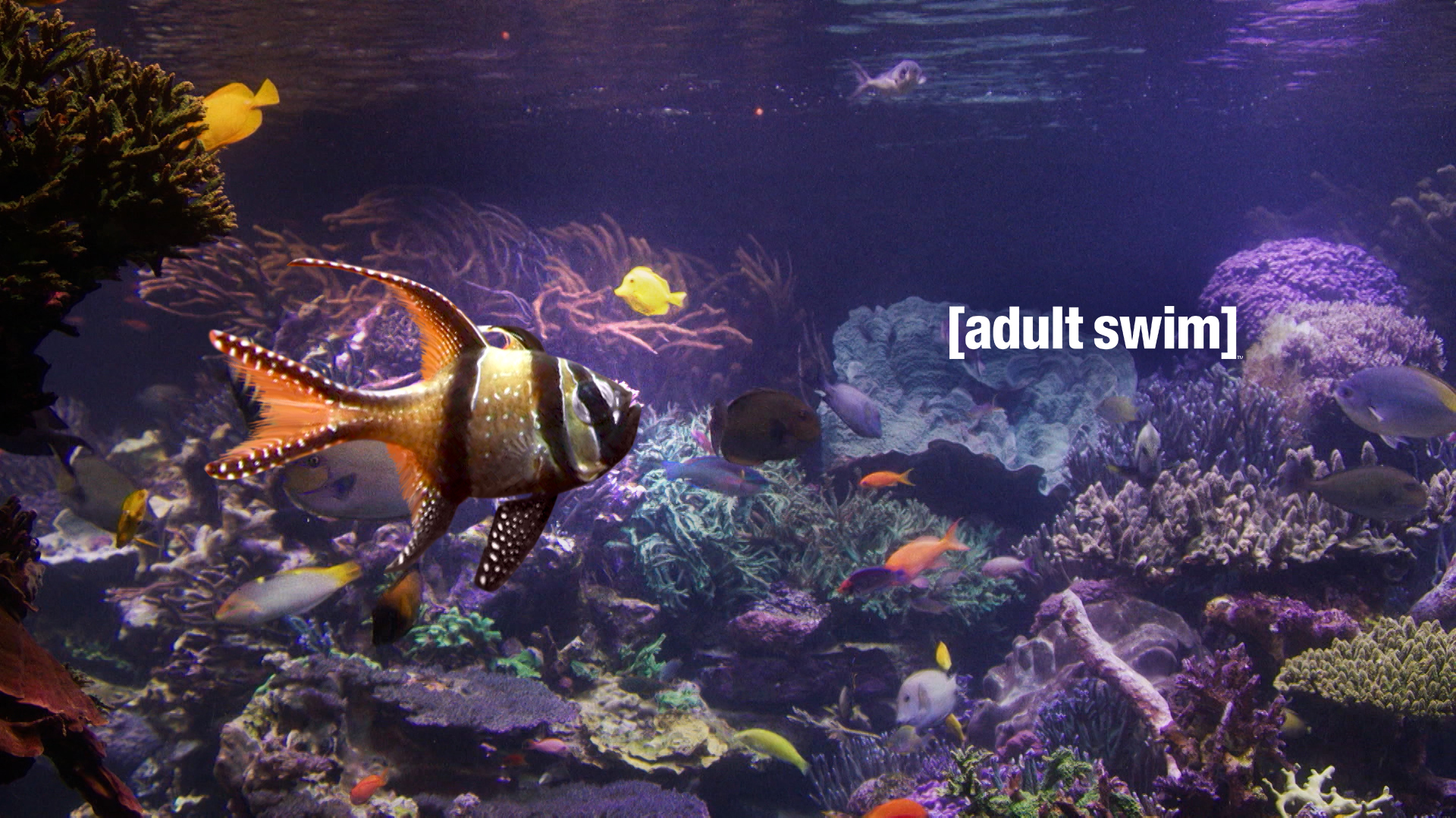 Watch Joe Pera Talks with You | Stream free on Channel 4