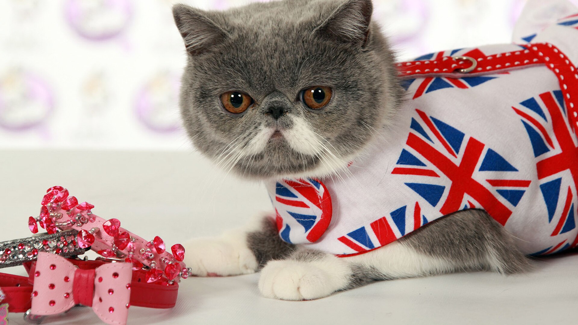 Posh Dogs - On Demand - All 4