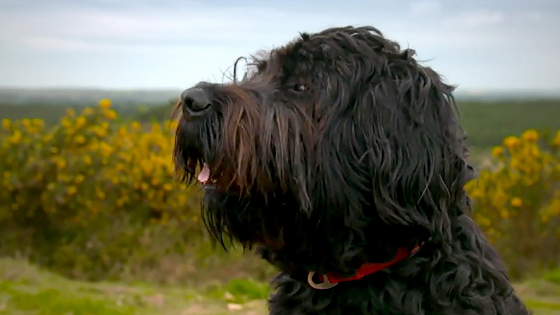 The Supervet: Noel Fitzpatrick - All 4